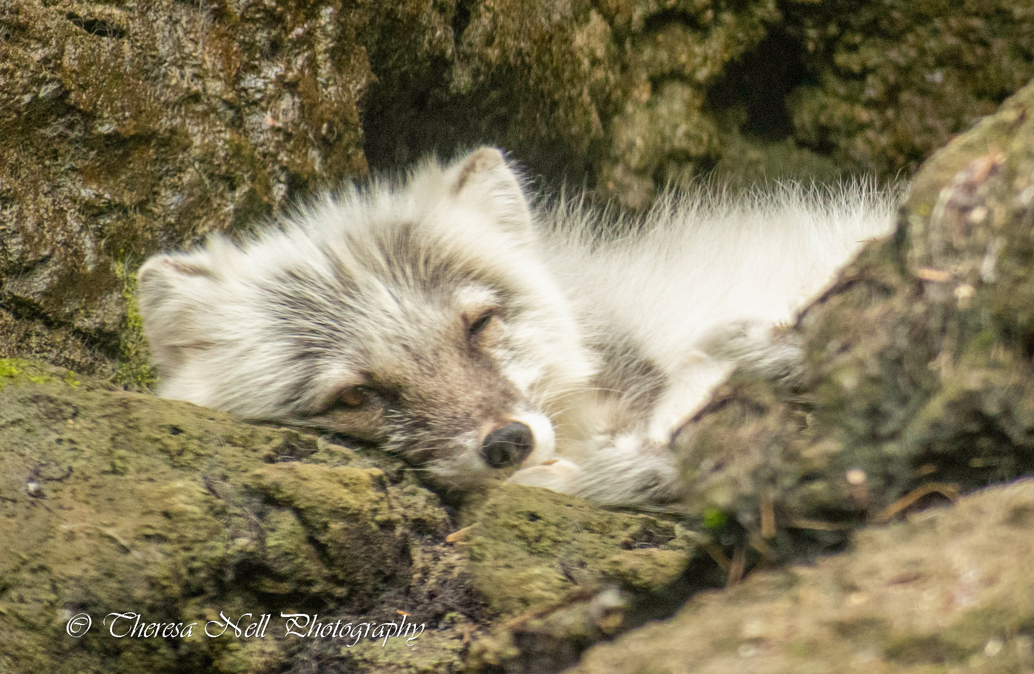 Arctic fox 3