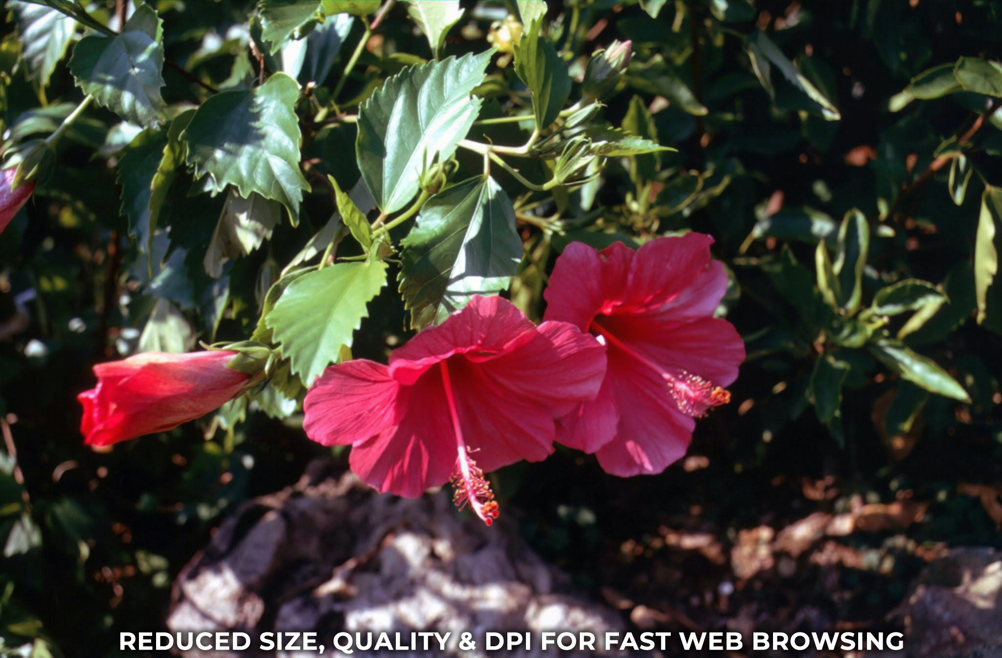 Slides to Prints | 6x4 Inch Photos from Slides | Revive Studios