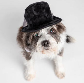 Black Velvet Top Hat