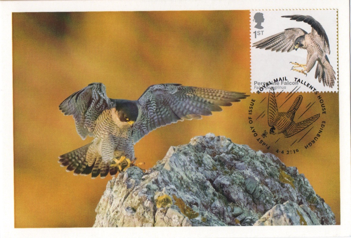 Birds of Prey: Peregrine Falcon maximum card 2019