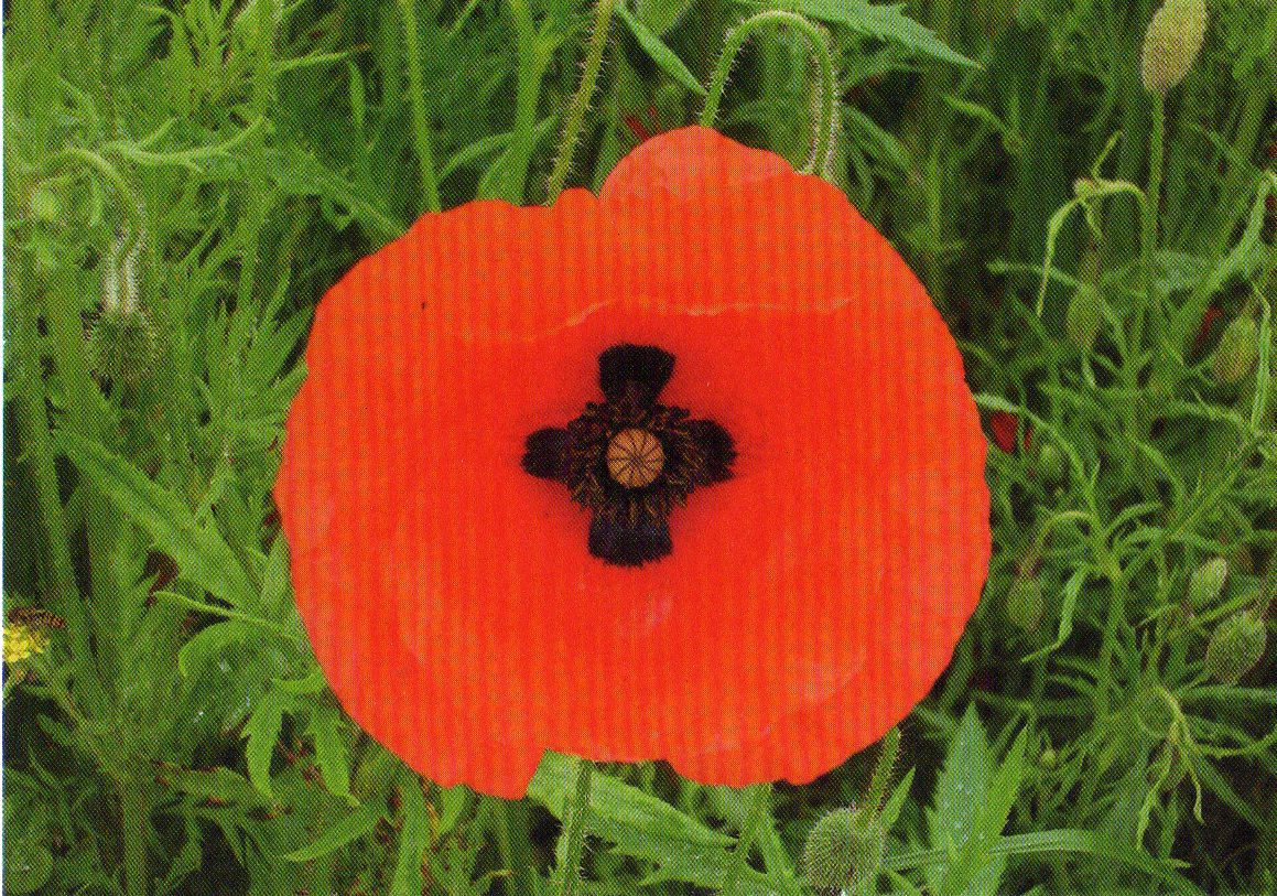 Norfolk poppy postcard - with remembrance cross