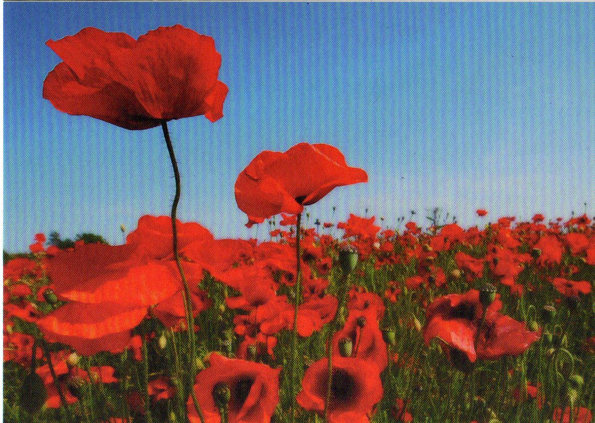 Norfolk poppy postcard - with remembrance cross
