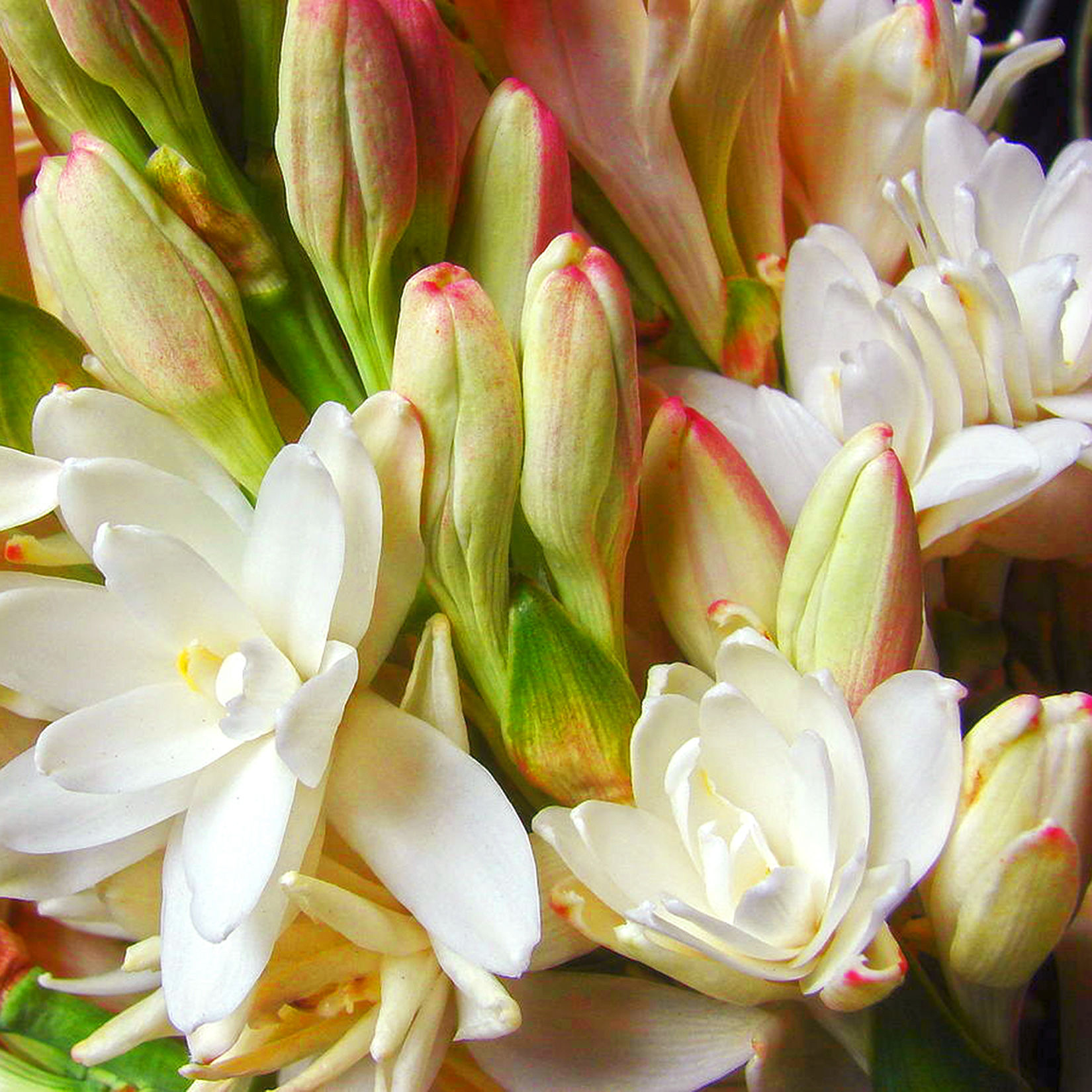 Tuberose EO