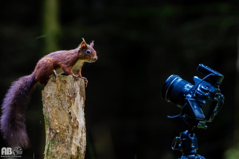 Andy Beattie Photography - Workshop - Red Squirrels