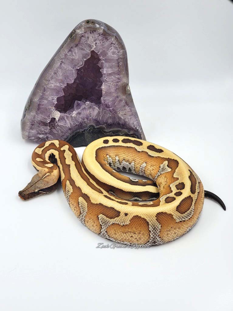 1.0 ZGR Stripe Blood Python