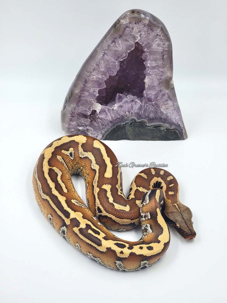 1.0 POS ZGR Stripe Blood Python