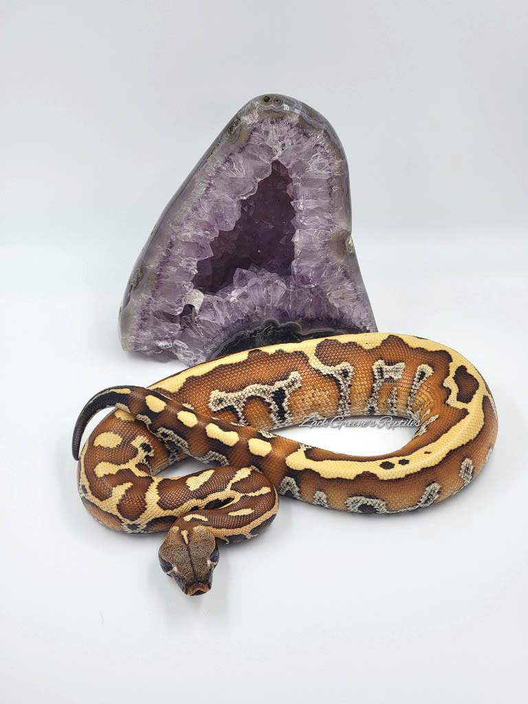 0.1 Prob ZGR Stripe Blood Python