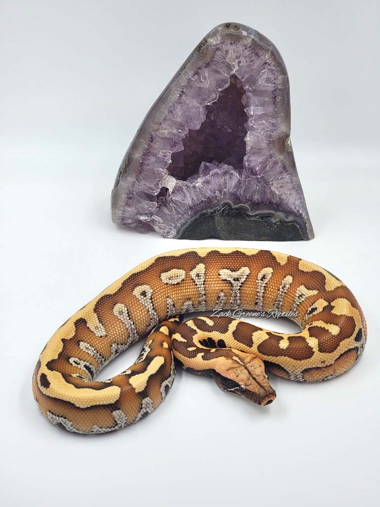 0.1 Redhead Prob ZGR Stripe Blood Python