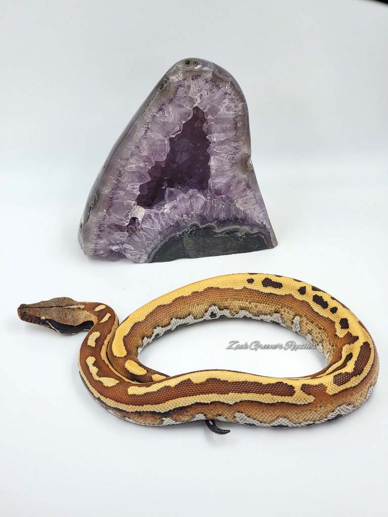 1.0 Striped Blood Python