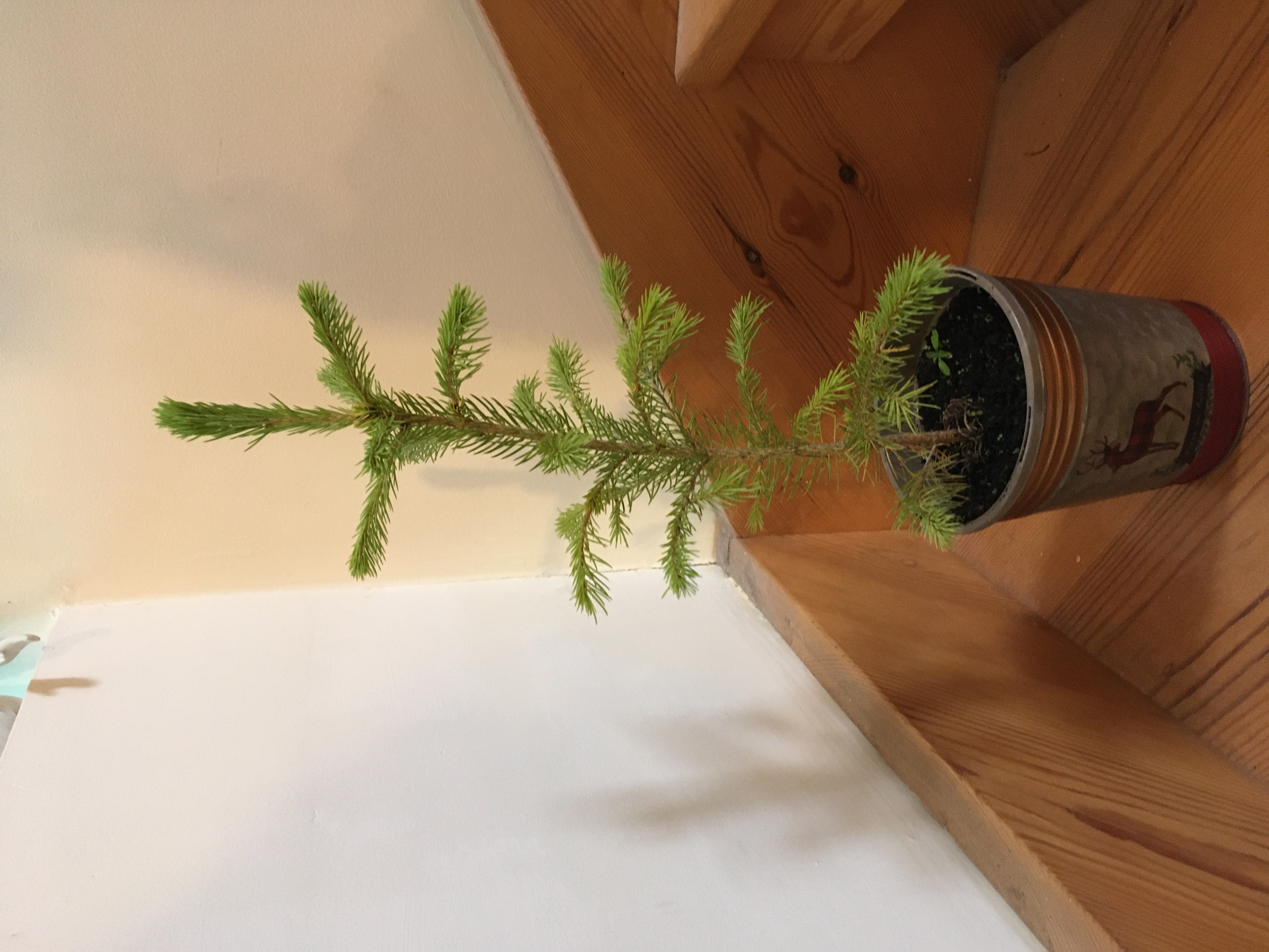 Tiny Christmas Tree & Decorative Pot | Gardening Galore