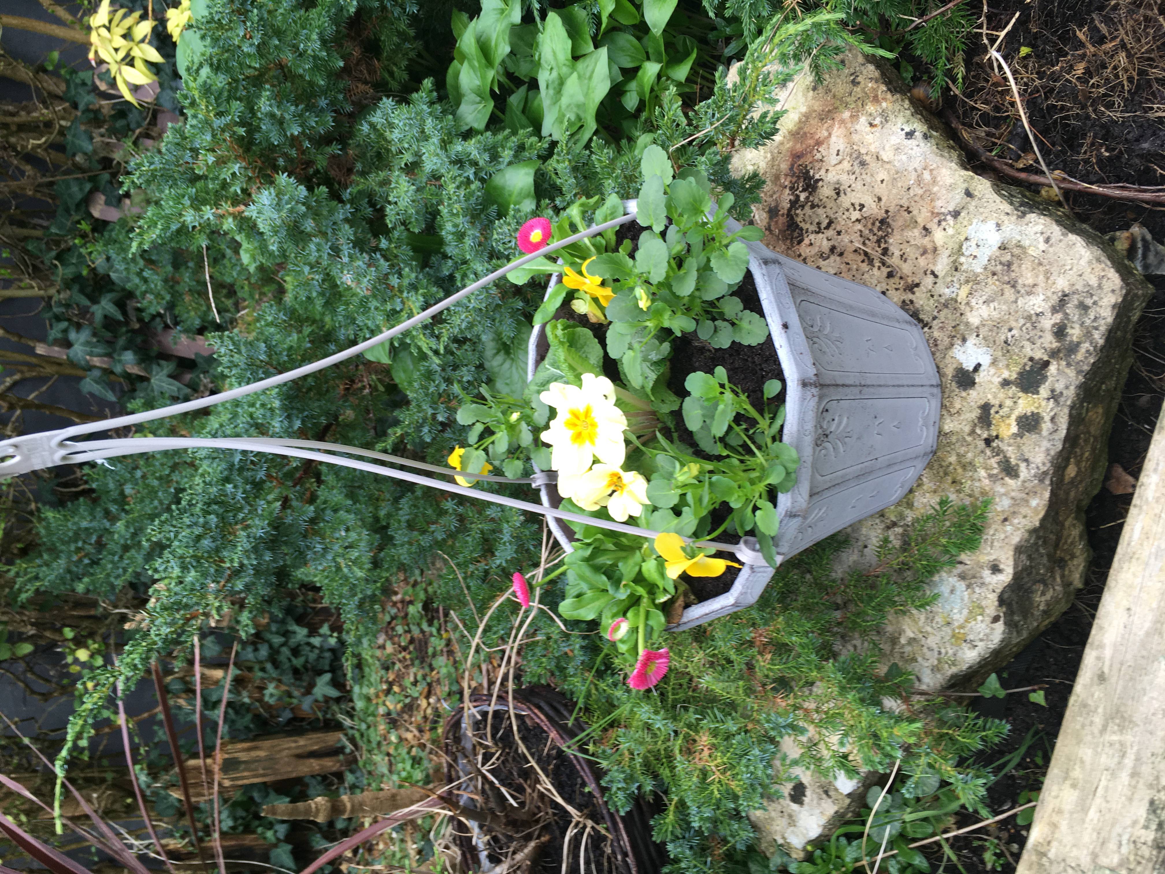 Planted Calista Hanging Baskets ( Summer Plants)