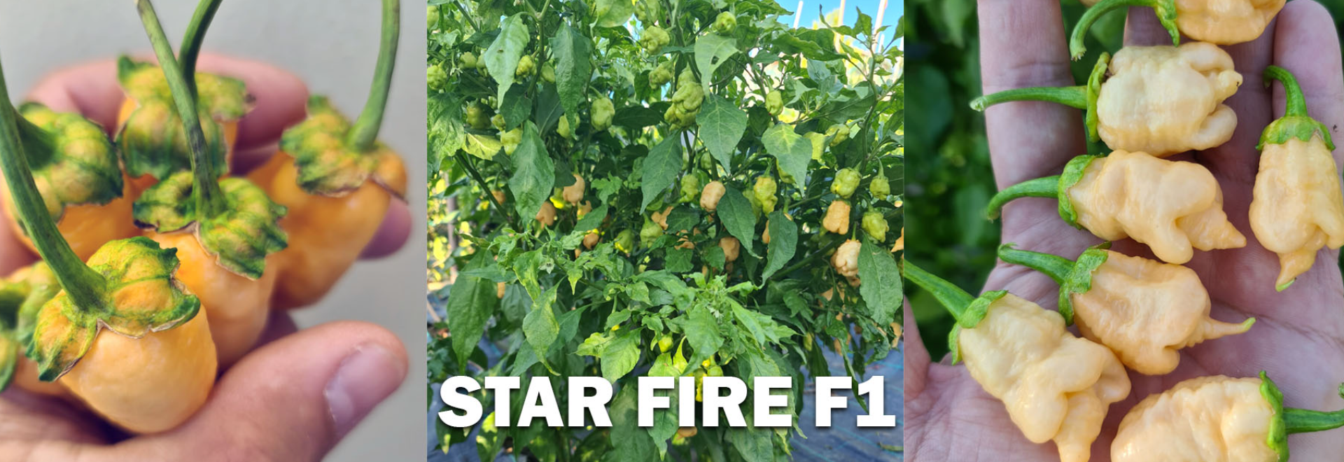 Space Chilli Peppers