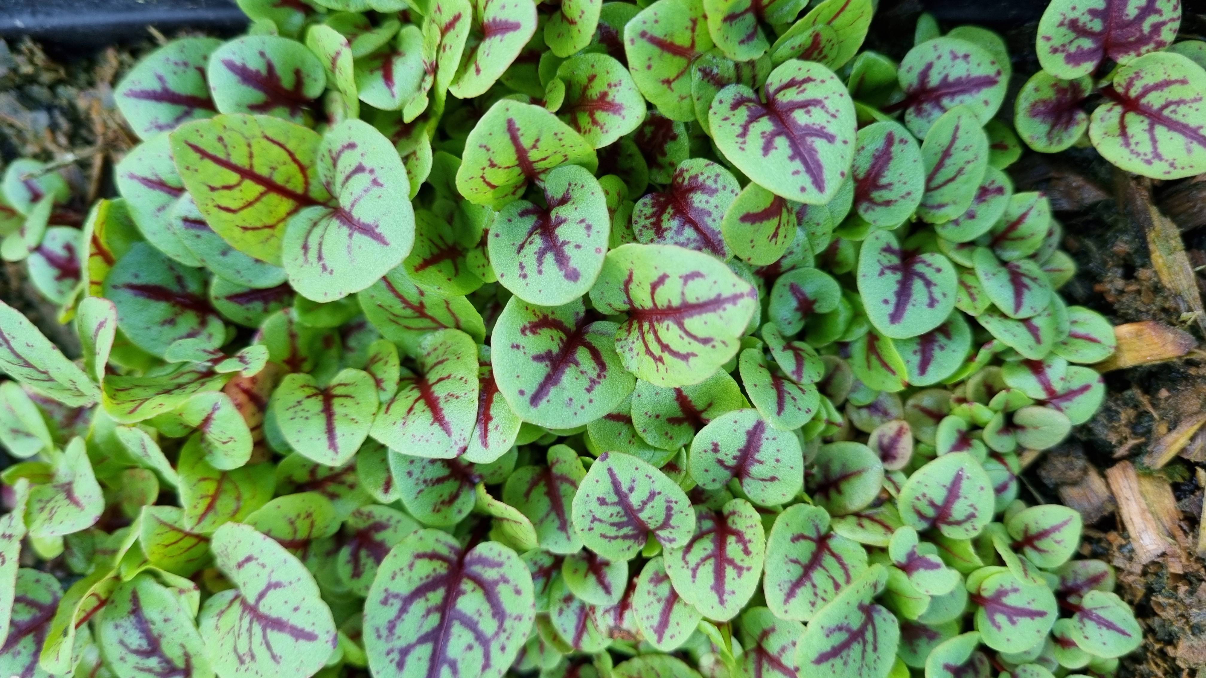 Red Sorrel