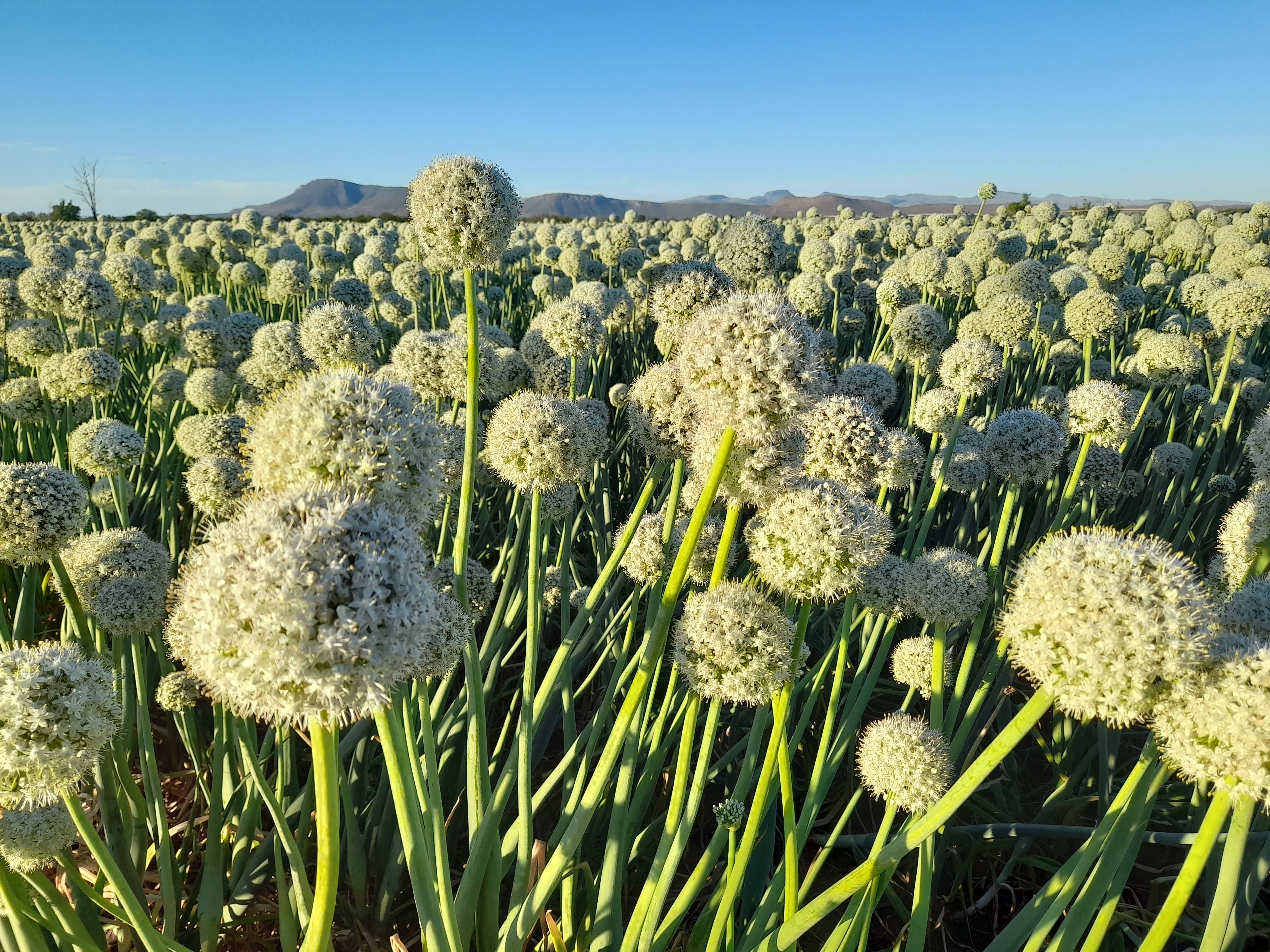 Groen Karoo Besproeiing