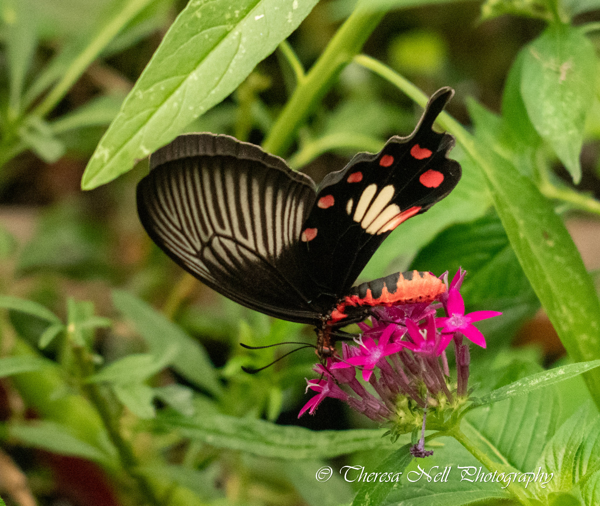 Common Rose Swallowtail 2