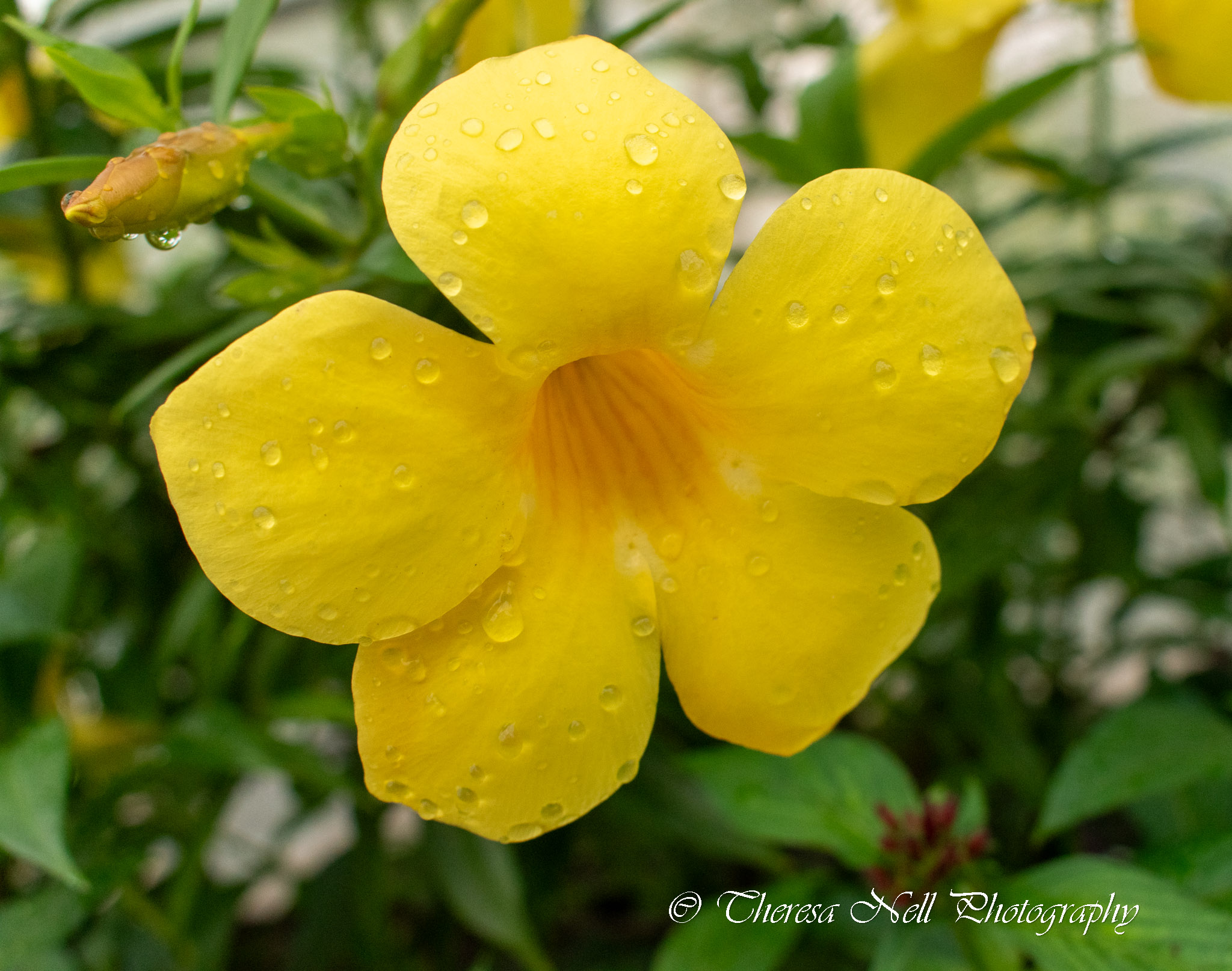 Bush Allamanda Flower