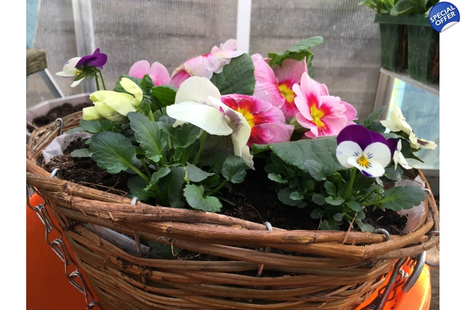 Pre planted Hanging Baskets With Seasonal plants