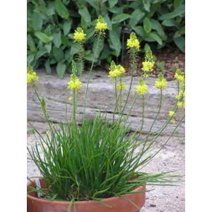 Stalked Bulbine - Yellow